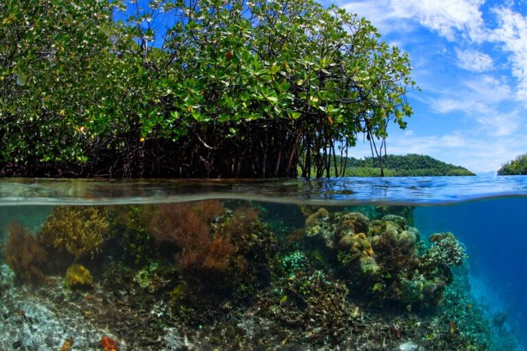 Mangues: o que são, características principais e importância