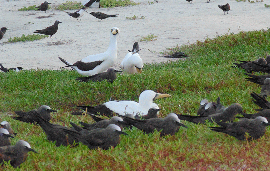 Atol das Rocas (RN), Tudo o que Você Precisa Saber - Ecopédia