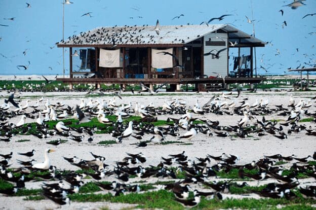 Atol das Rocas (RN), Tudo o que Você Precisa Saber - Ecopédia