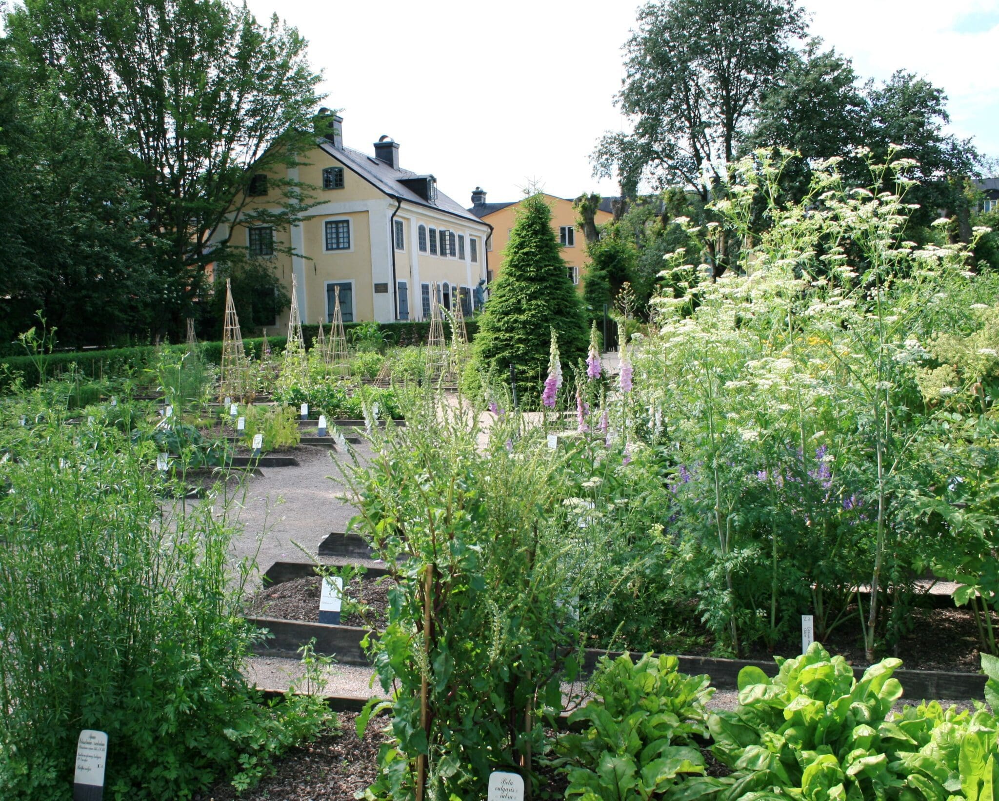 Carl Linnaeus - Biografia, contribuições, impacto e legado