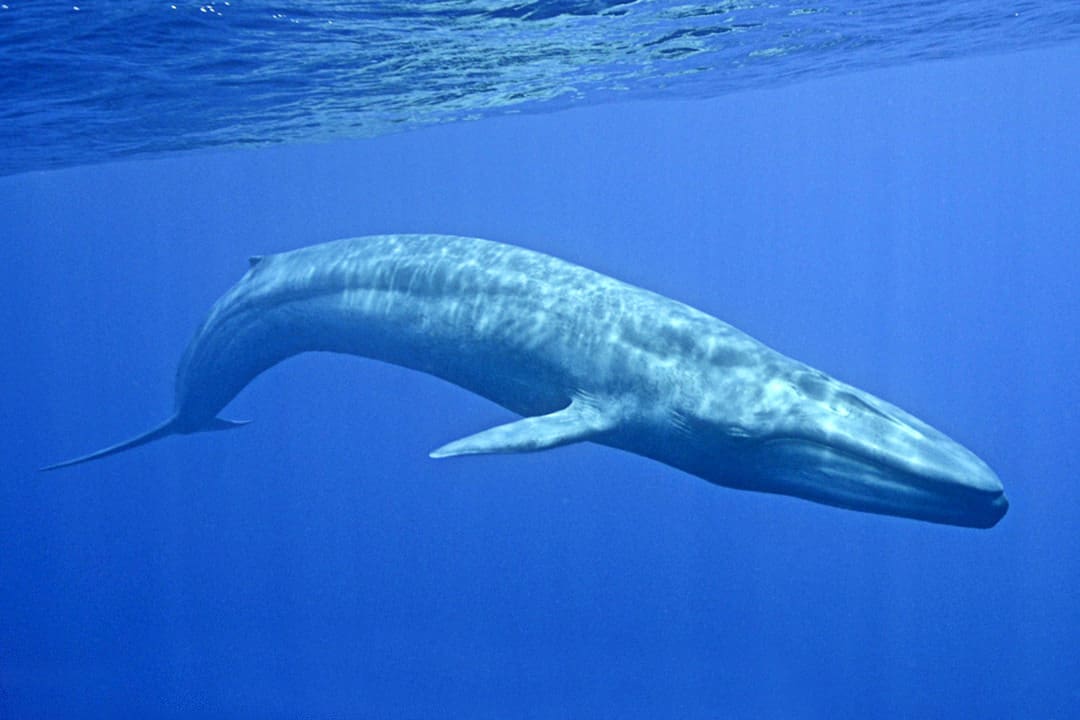 Baleia-azul - Tudo Sobre o Maior Animal do Mundo
