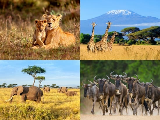 Biociclos - o que são, tipos, características e exemplos