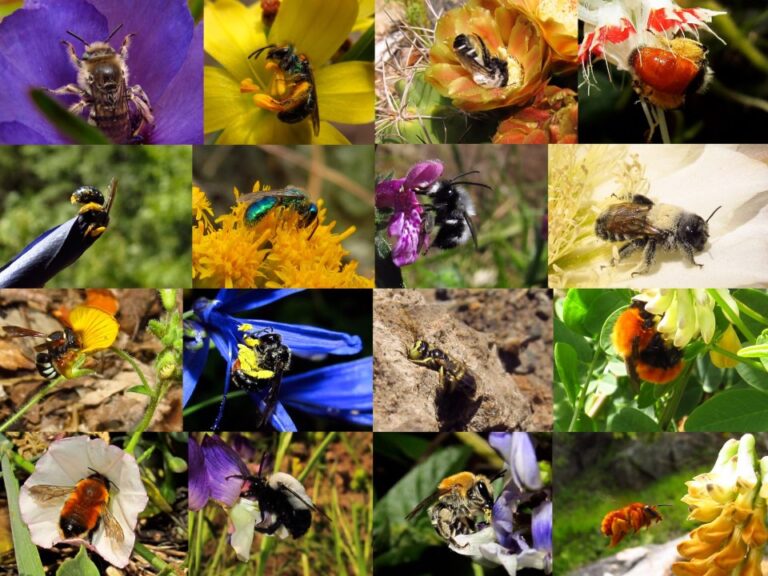 Animais polinizadores - Quais são, Tipos, Ameaças e Importância